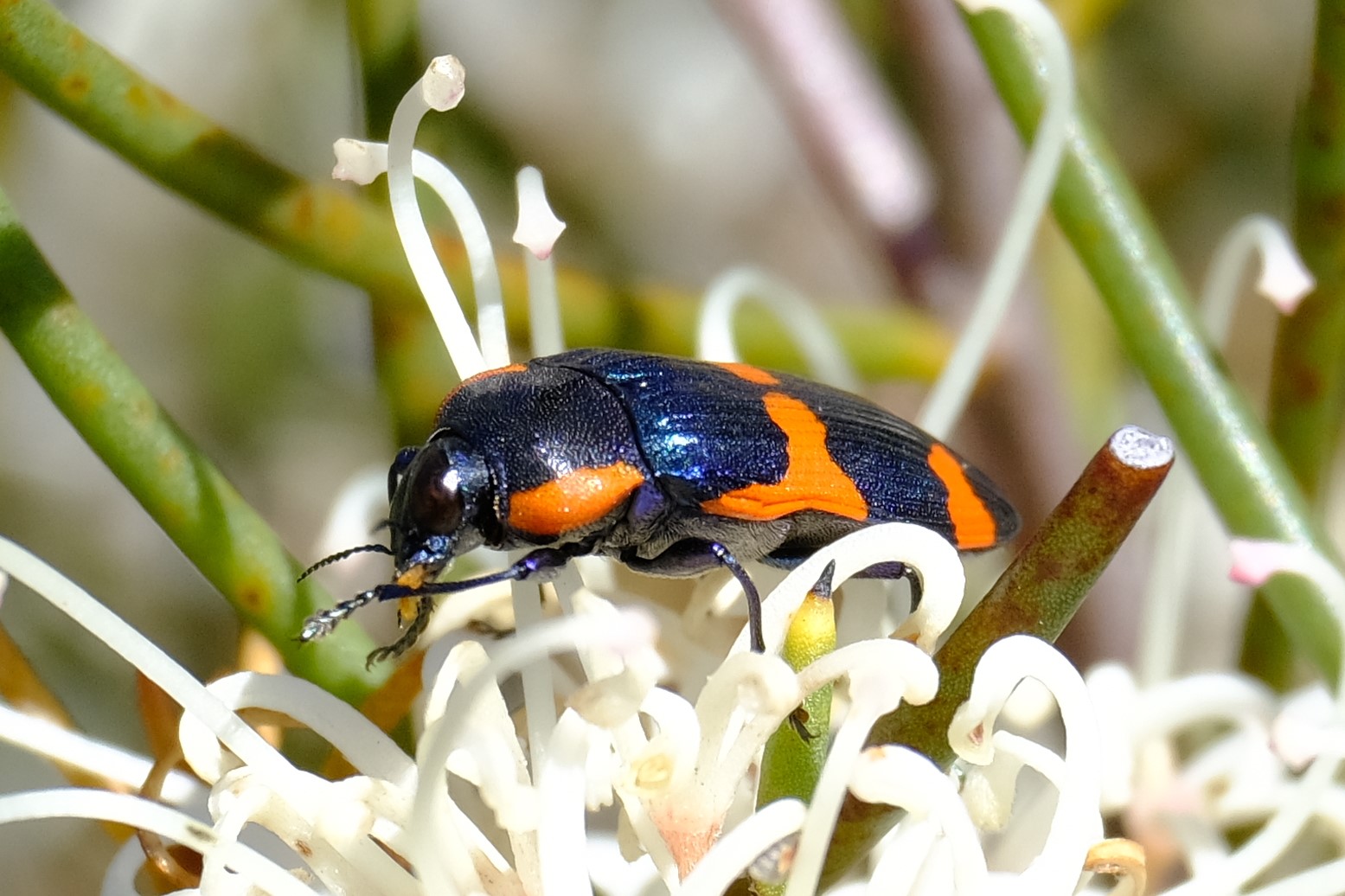 A Jewel of the Pollinator World | South Australian Science Teachers ...